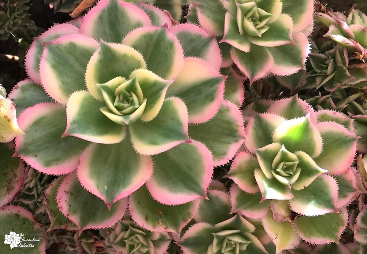 Species Spotlight ~ Aeonium Rosette Succulents! | The Succulent Eclectic
