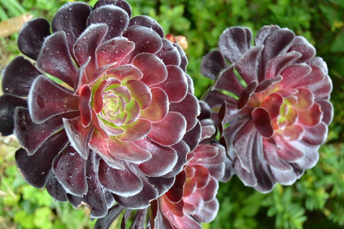 Species Spotlight ~ Aeonium Rosette Succulents! | The Succulent Eclectic
