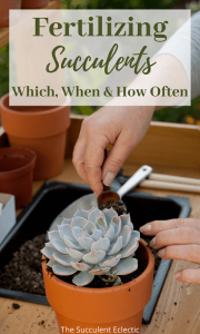 Succulent Fertilizer - Which, When and How Often | The Succulent Eclectic
