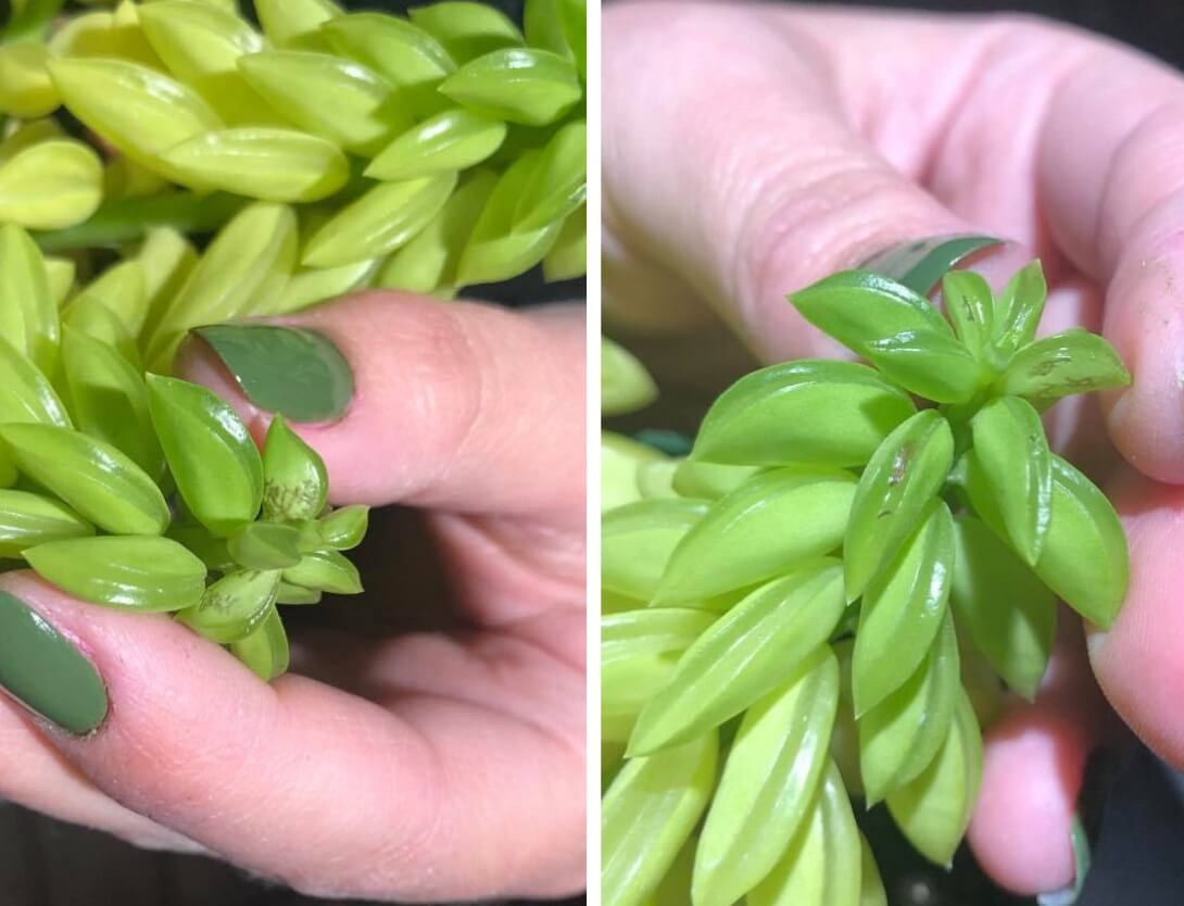 Growing Succulents Indoors? 7 Changes to Watch For | The Succulent Eclectic