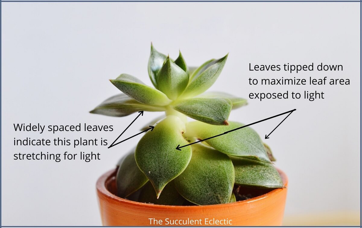 Growing Succulents Indoors? 7 Changes to Watch For | The Succulent Eclectic