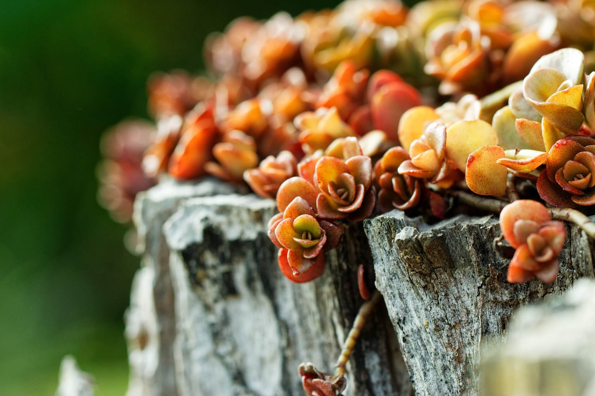 Acclimating Outdoor Succulents! | The Succulent Eclectic