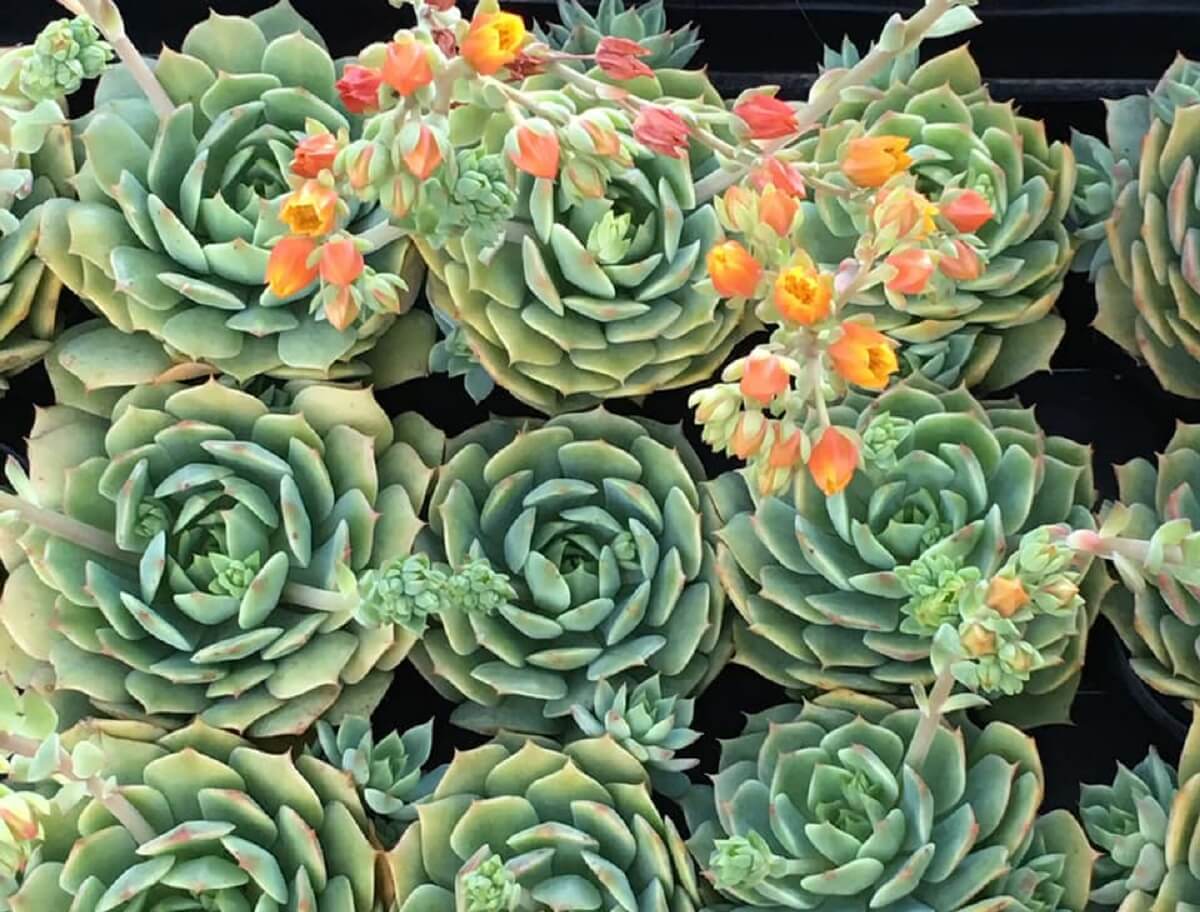 9 Simple Steps to Spring Care for Succulents | The Succulent Eclectic