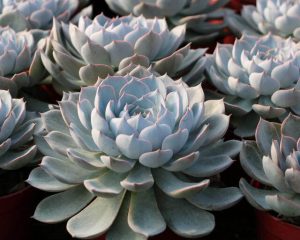 Illustrated Glossary of Succulent Terms | The Succulent Eclectic