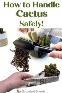 How to Handle Cactus Safely! | The Succulent Eclectic