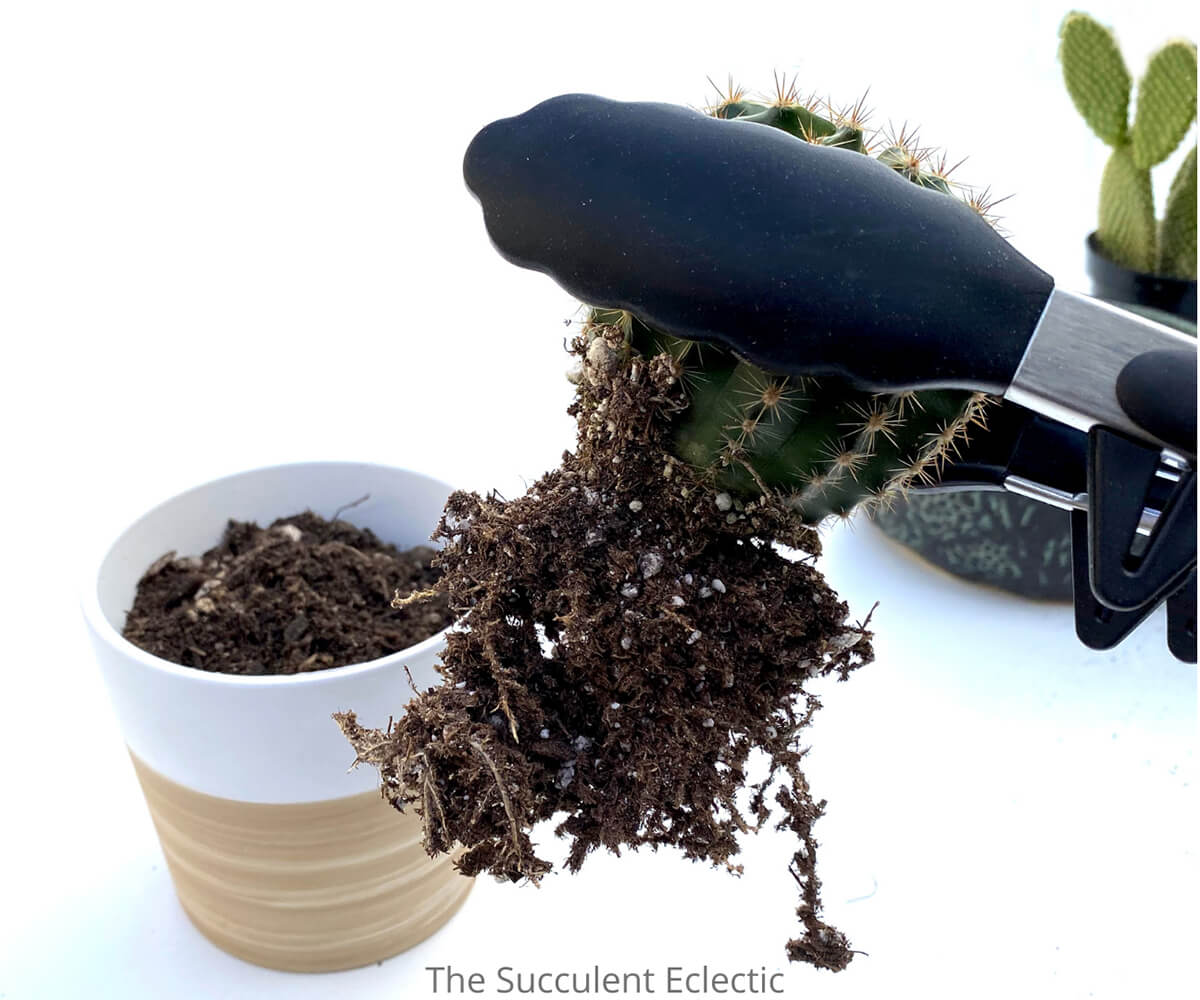 Planting Cactus Plants So They'll Thrive! | The Succulent Eclectic