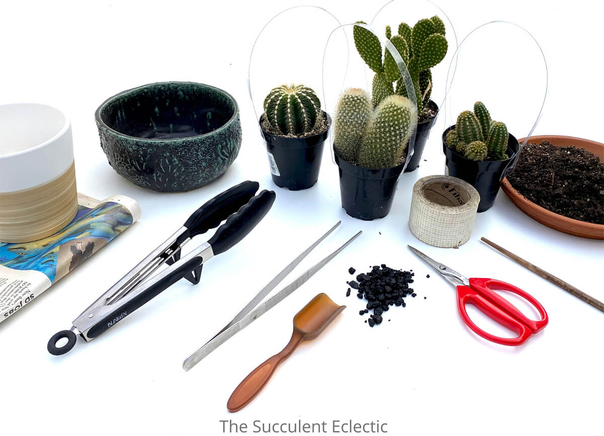 Planting Cactus Plants So They'll Thrive! | The Succulent Eclectic