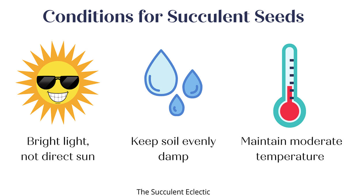 Sowing & Growing Succulent Seeds | The Succulent Eclectic