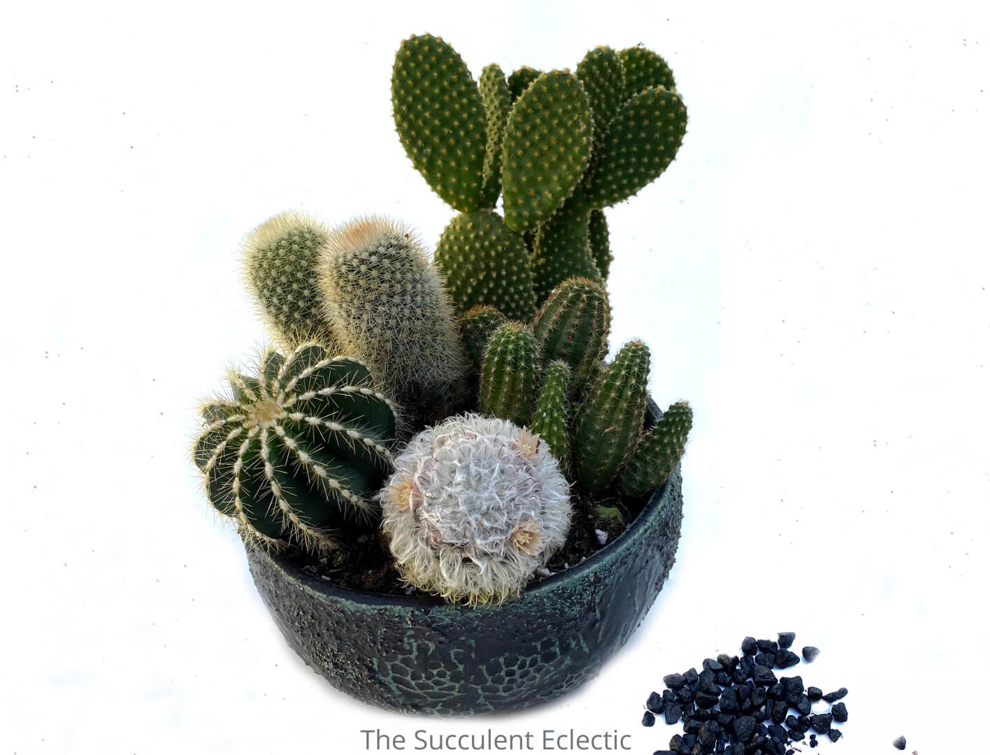 Planting Cactus Plants So They'll Thrive! | The Succulent Eclectic