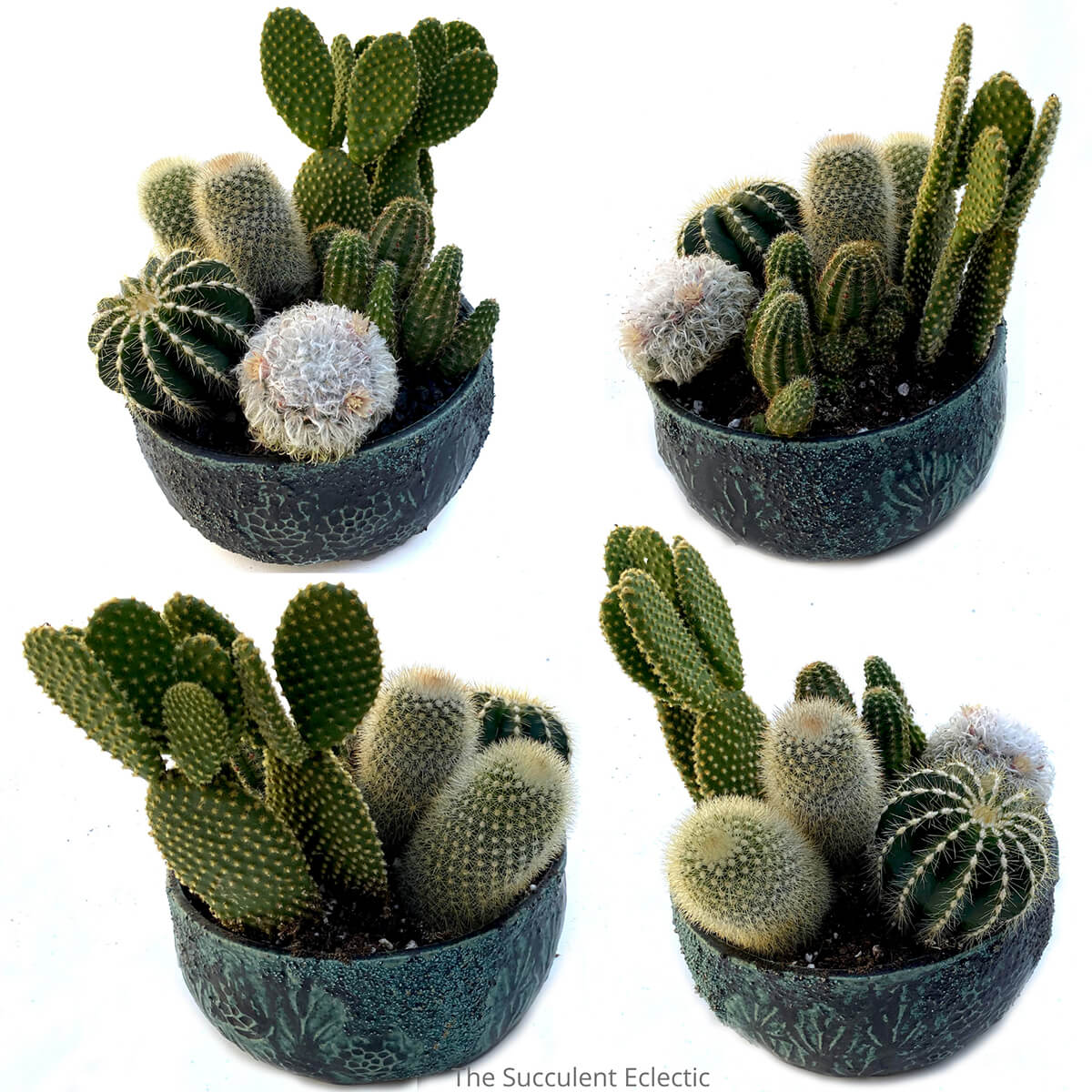 Planting Cactus Plants So They'll Thrive! | The Succulent Eclectic