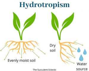 Illustrated Glossary of Succulent Terms | The Succulent Eclectic