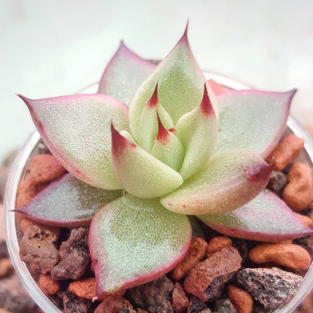 Sowing & Growing Succulent Seeds | The Succulent Eclectic
