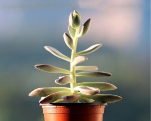 Illustrated Glossary of Succulent Terms | The Succulent Eclectic