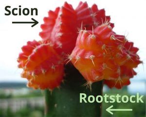 Illustrated Glossary of Succulent Terms | The Succulent Eclectic