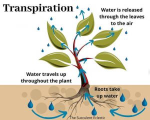 Illustrated Glossary of Succulent Terms | The Succulent Eclectic