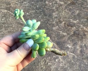 Illustrated Glossary of Succulent Terms | The Succulent Eclectic