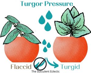 Illustrated Glossary of Succulent Terms | The Succulent Eclectic