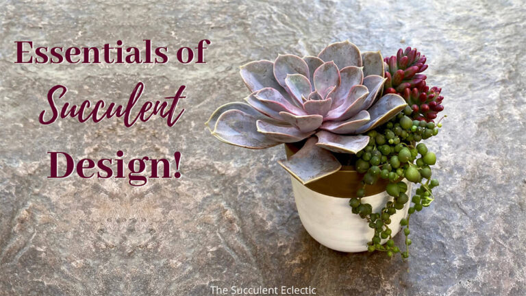 Introducing Essentials of Succulent Design! | The Succulent Eclectic