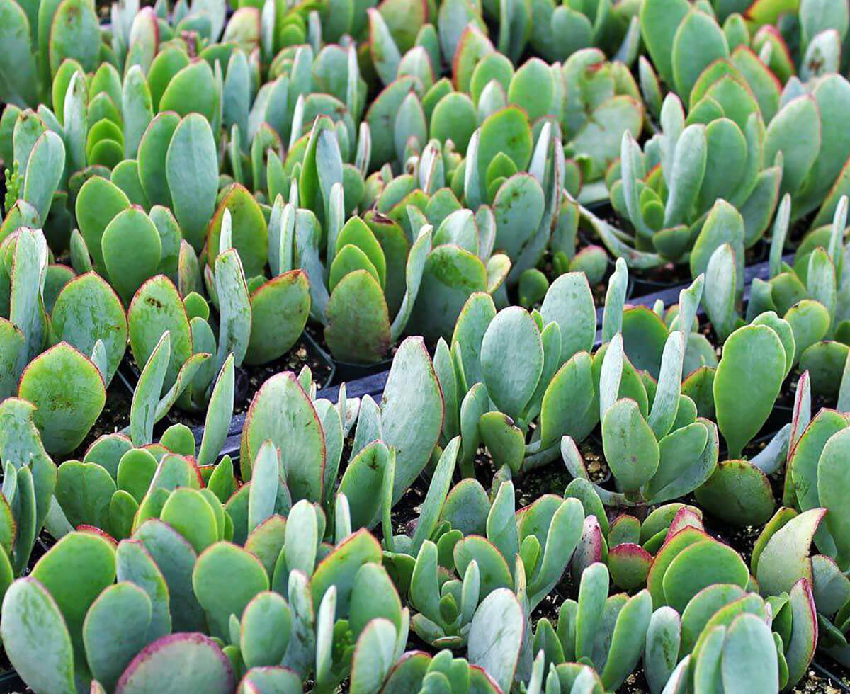 20 Best Blue Succulents for Your Collection! | The Succulent Eclectic