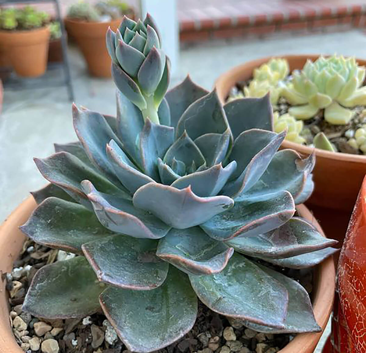 20 Best Blue Succulents for Your Collection! | The Succulent Eclectic
