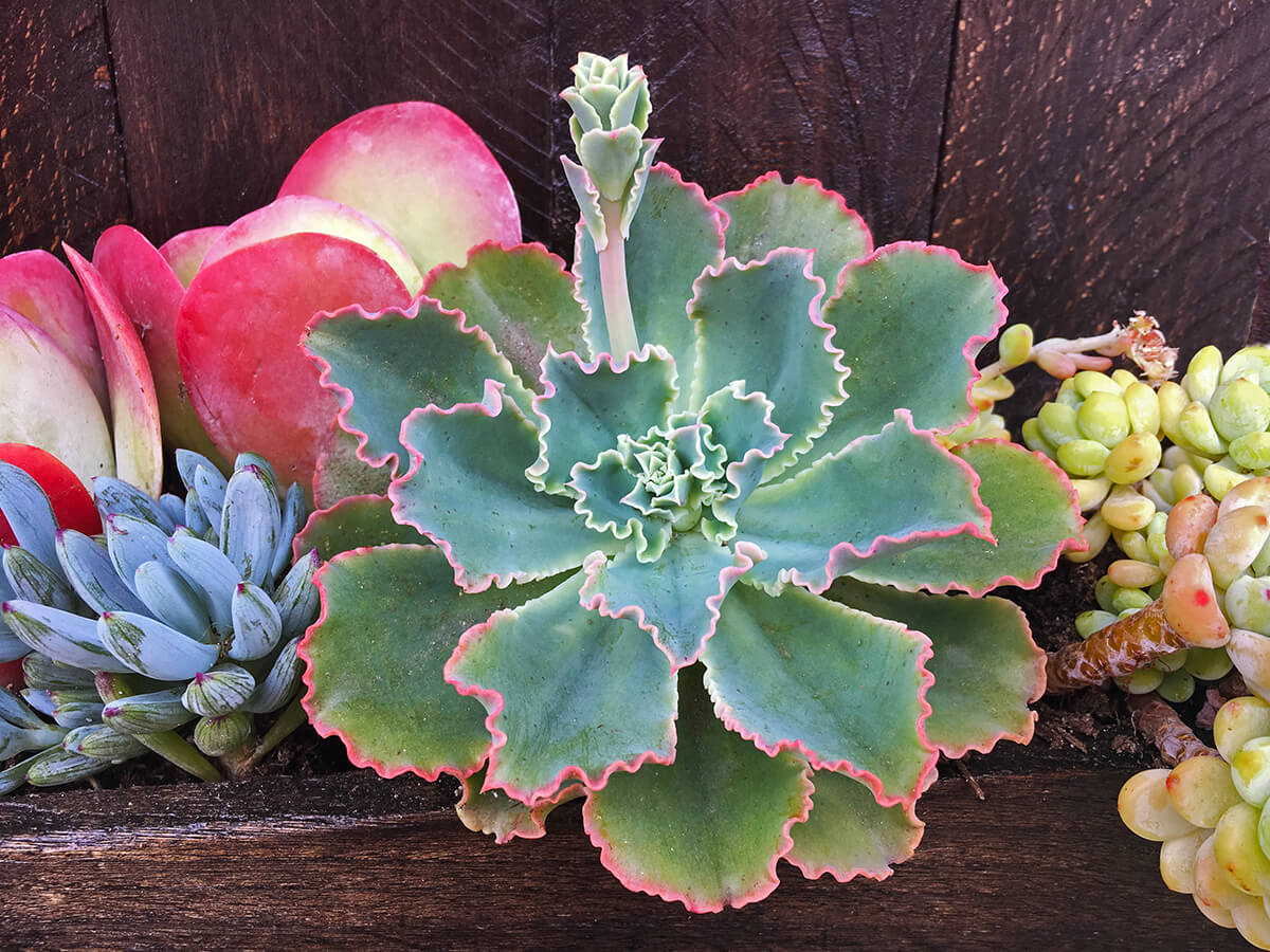 20 Best Blue Succulents for Your Collection! | The Succulent Eclectic