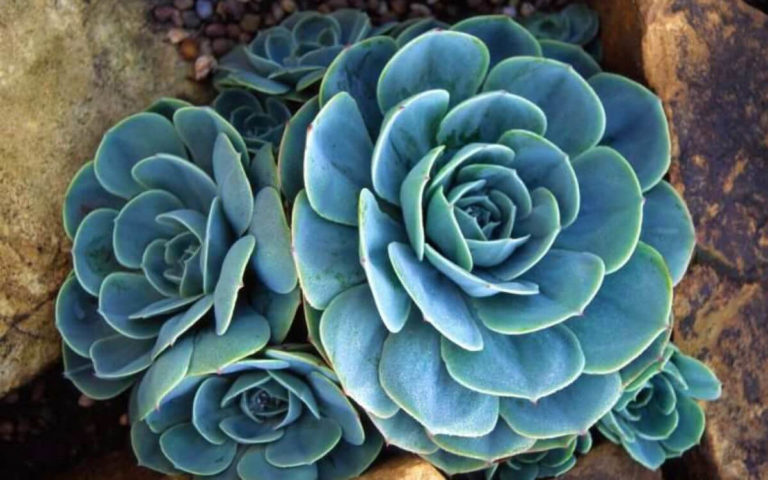 20 Best Blue Succulents for Your Collection! | The Succulent Eclectic