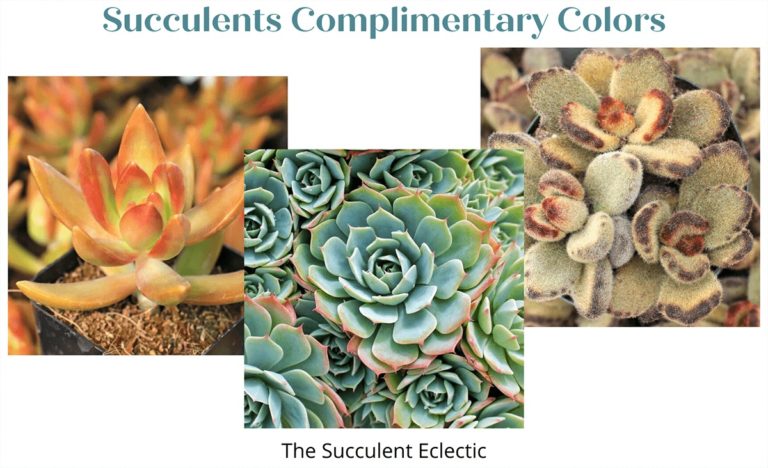 Basic Color Theory — Using a Color Wheel for Succulent Design | The ...
