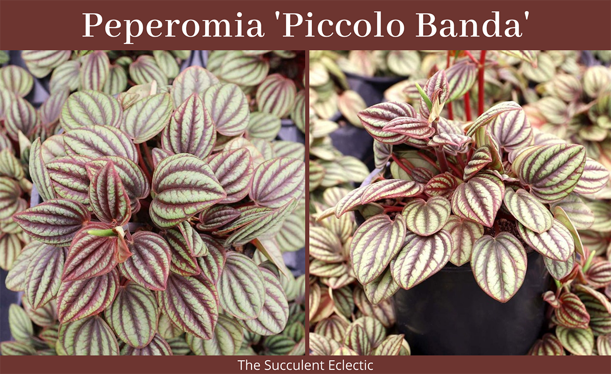 Peperomia Succulents & Radiator Plants - Gorgeous Houseplants! | The ...
