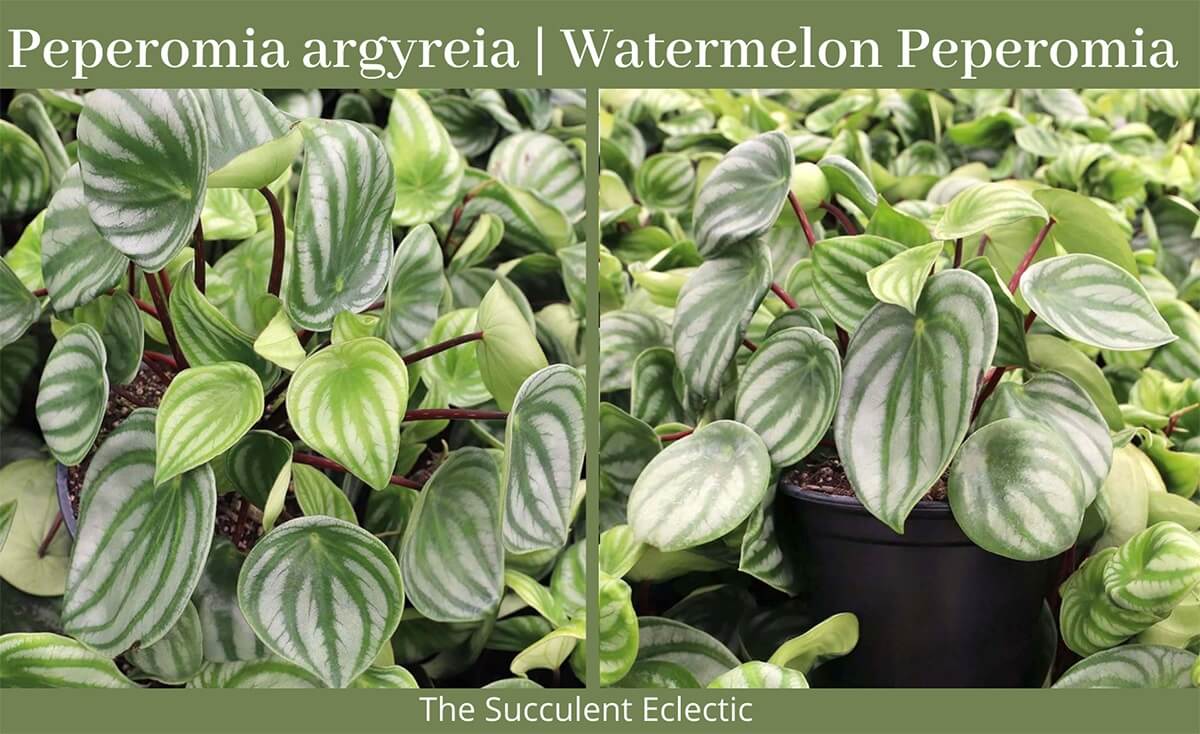 Peperomia Succulents & Radiator Plants - Gorgeous Houseplants! | The ...