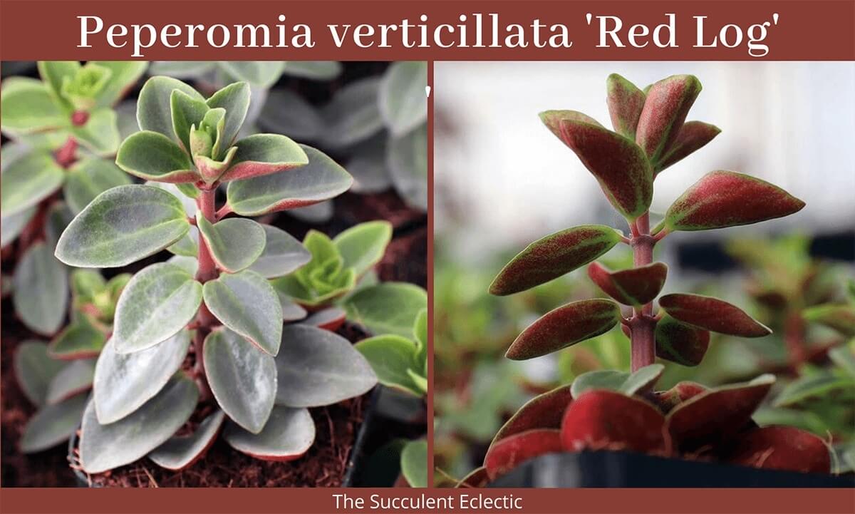 Peperomia Succulents & Radiator Plants - Gorgeous Houseplants! | The ...
