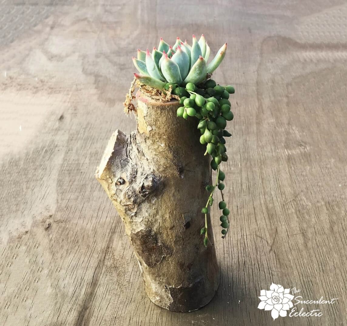 DIY Tree Branch Planters for Succulents! | The Succulent Eclectic