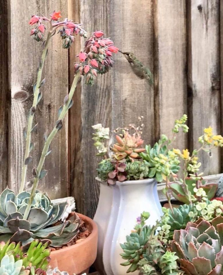 Succulents Belong in Your Pollinator Garden! | The Succulent Eclectic