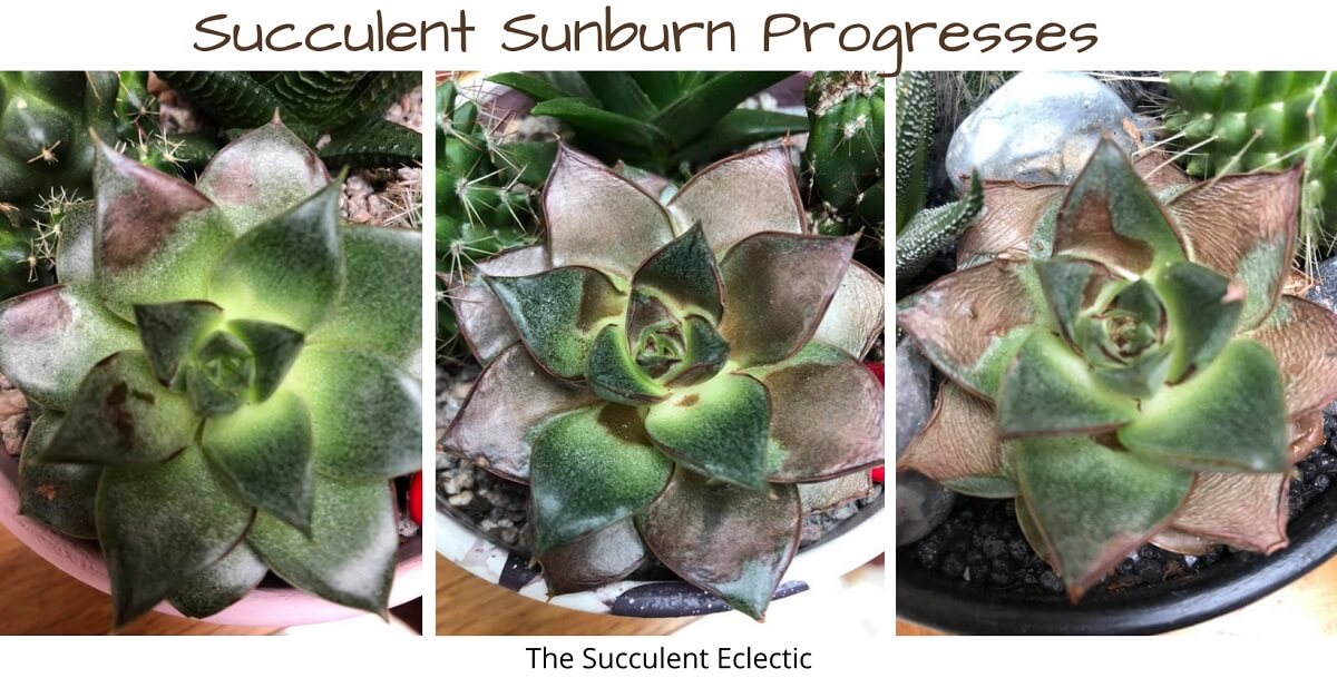 Sunburned Succulents & Summer Care | The Succulent Eclectic