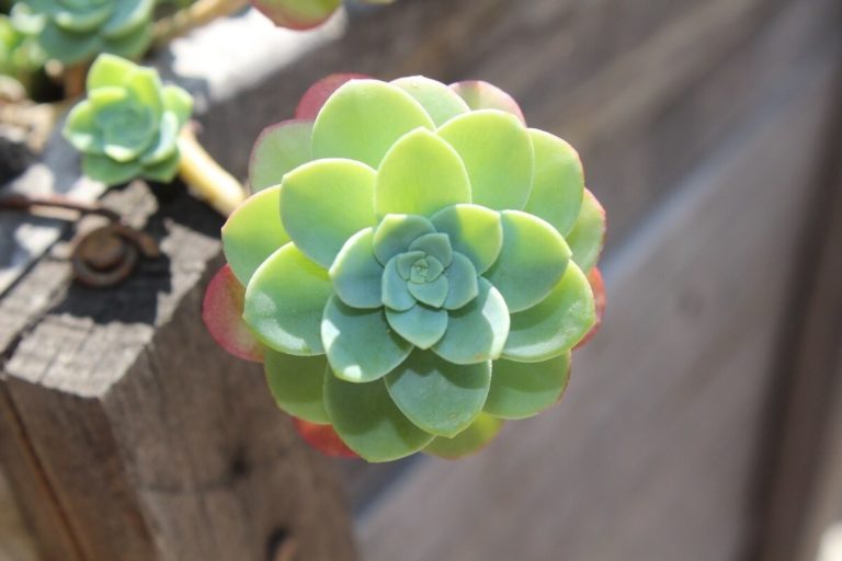 Sunburned Succulents & Summer Care | The Succulent Eclectic