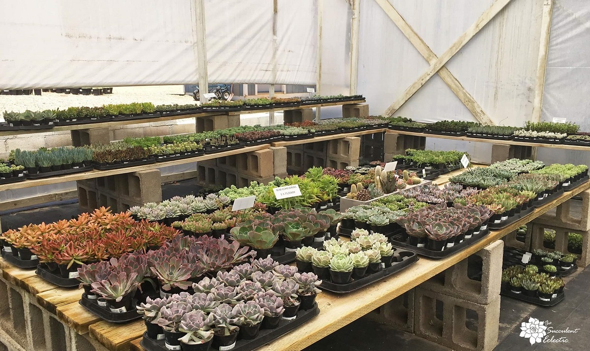Sunburned Succulents & Summer Care | The Succulent Eclectic