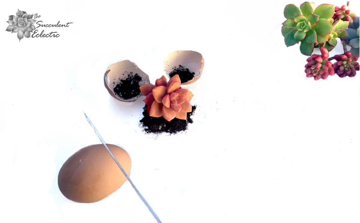 Adorable DIY Succulent Eggshell Planters | The Succulent Eclectic