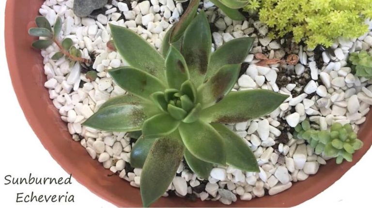 Sunburned Succulents & Summer Care | The Succulent Eclectic