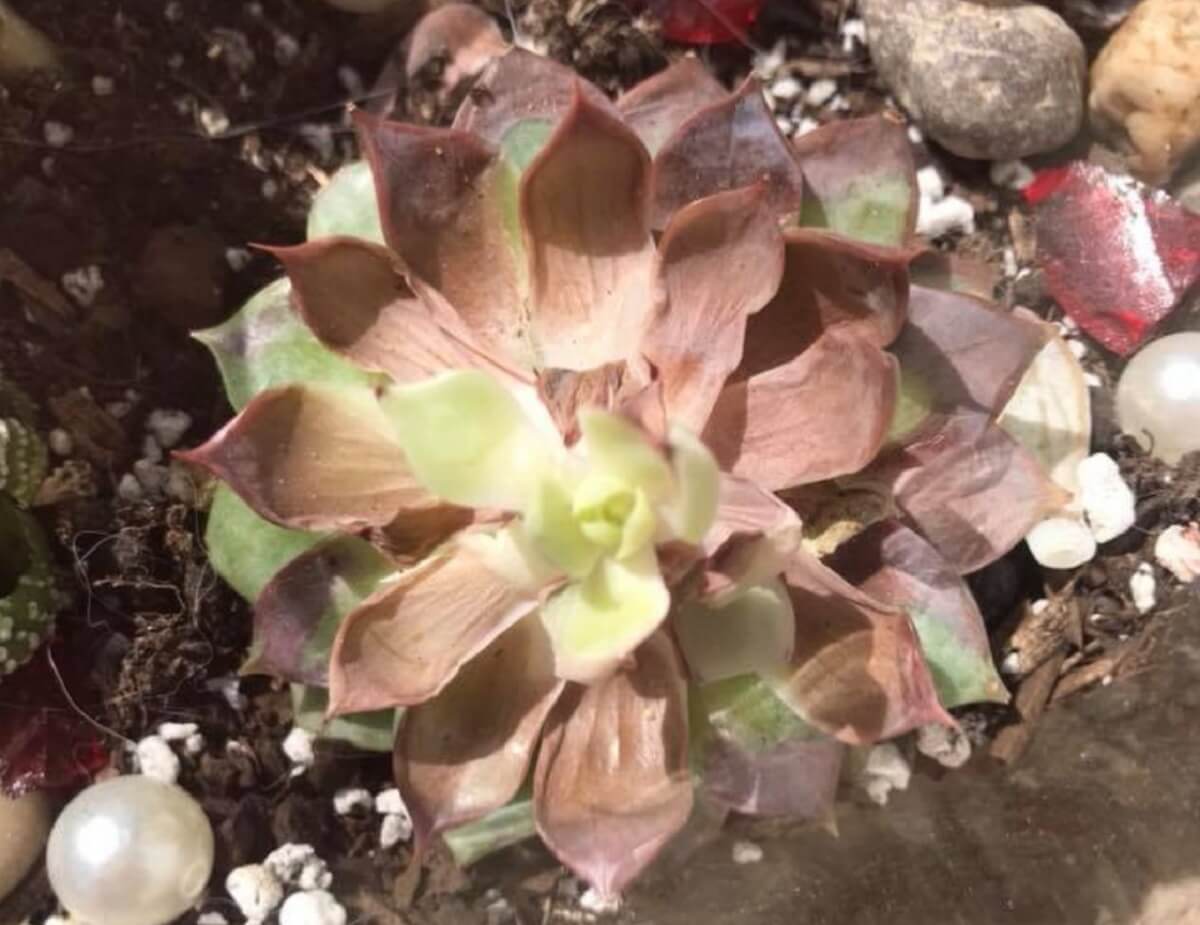 Sunburned Succulents & Summer Care | The Succulent Eclectic