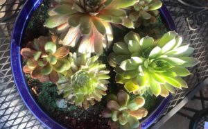 Sunburned Succulents & Summer Care | The Succulent Eclectic