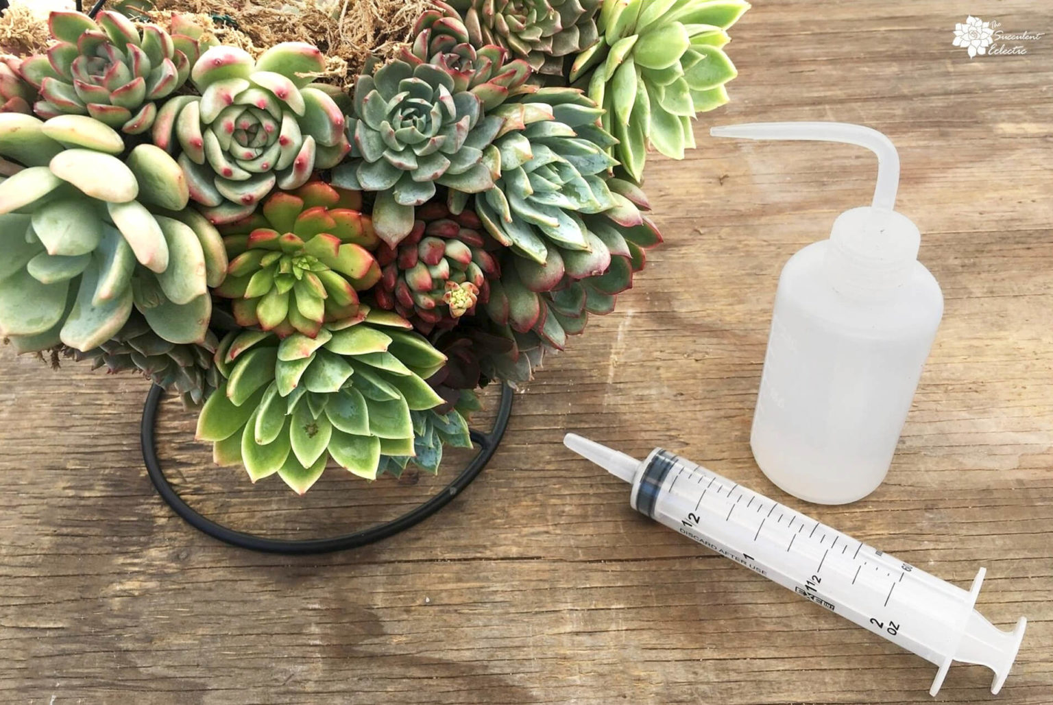 Simply Sensational DIY Succulent Topiary Heart | The Succulent Eclectic