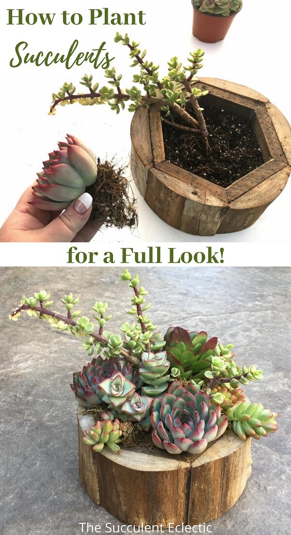 Close Planting Succulent Arrangement | The Succulent Eclectic