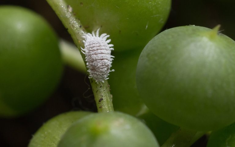 What Is This White Stuff On My Succulents The Succulent Eclectic 0648