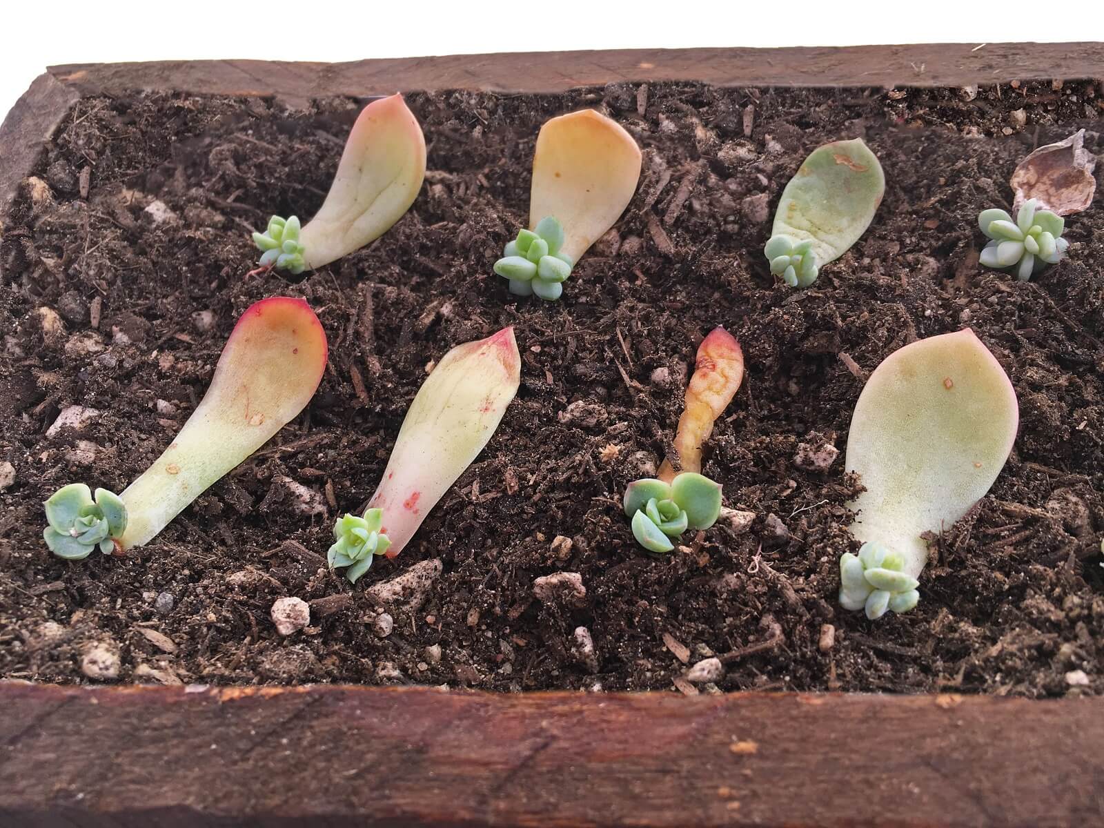 Propagating Succulents from Leaves | The Succulent Eclectic