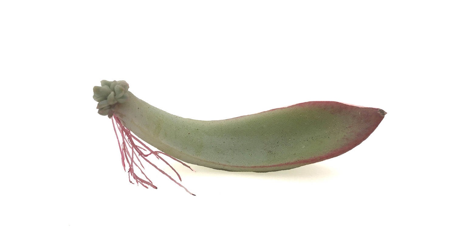 Propagating Succulents from Leaves | The Succulent Eclectic