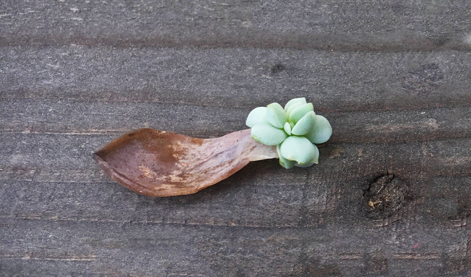 Propagating Succulents from Leaves | The Succulent Eclectic