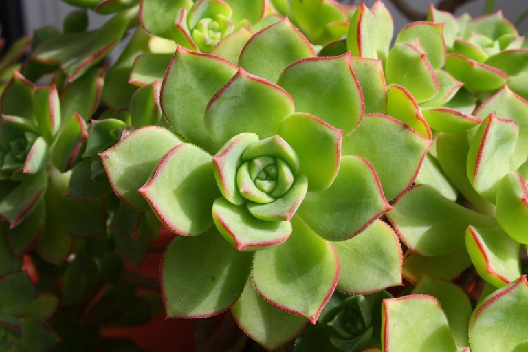 Succulent Dormancy (& What to Do When They Sleep) | The Succulent Eclectic