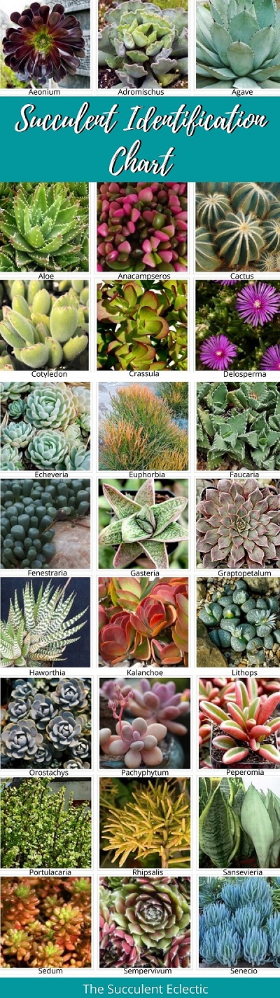 Identifying Types of Succulents - with Pictures | The Succulent Eclectic
