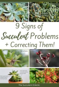 Recognizing Signs of Succulent Problems (Before It's Too Late) | The ...