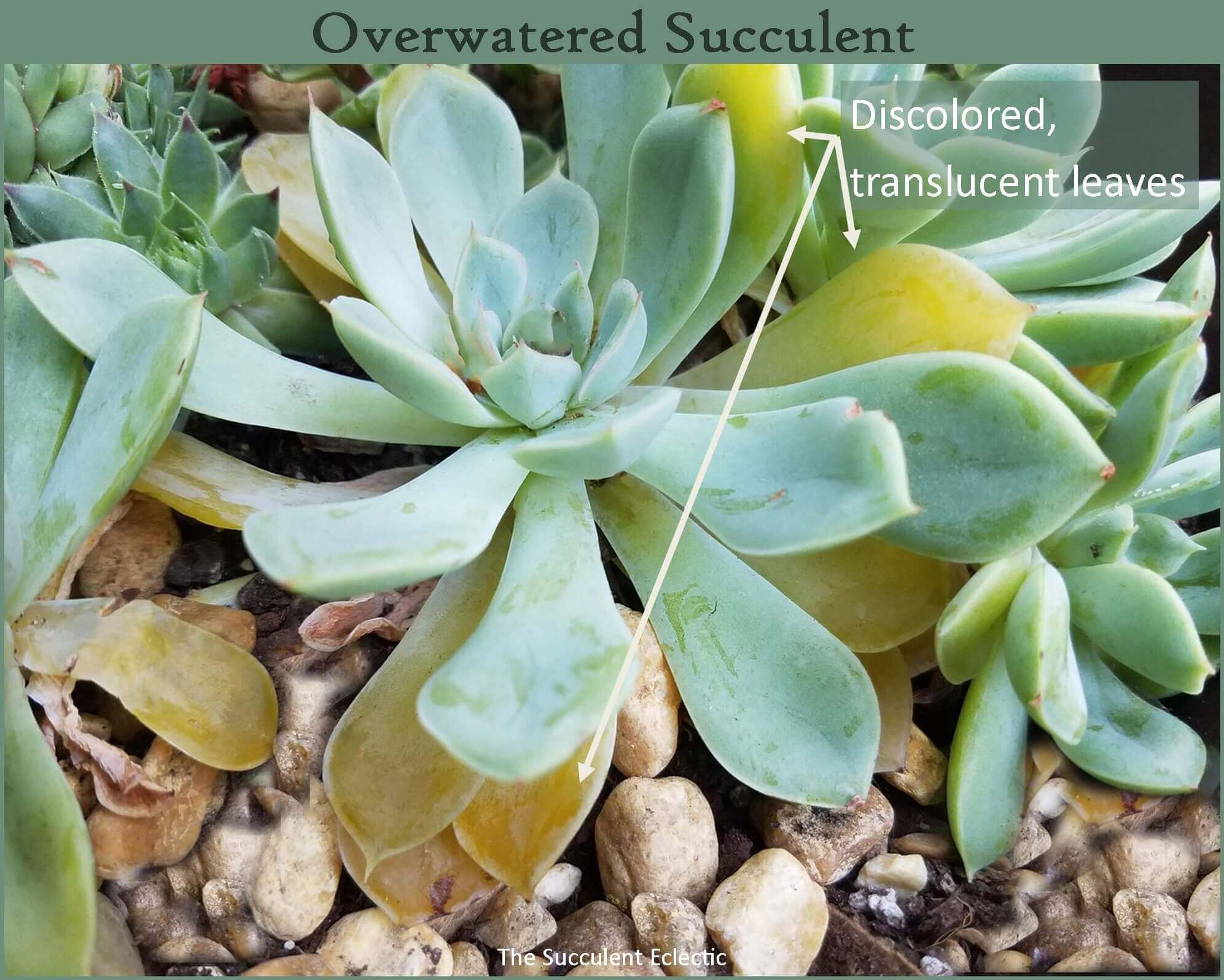 Recognizing Signs of Succulent Problems (Before It's Too Late) | The ...