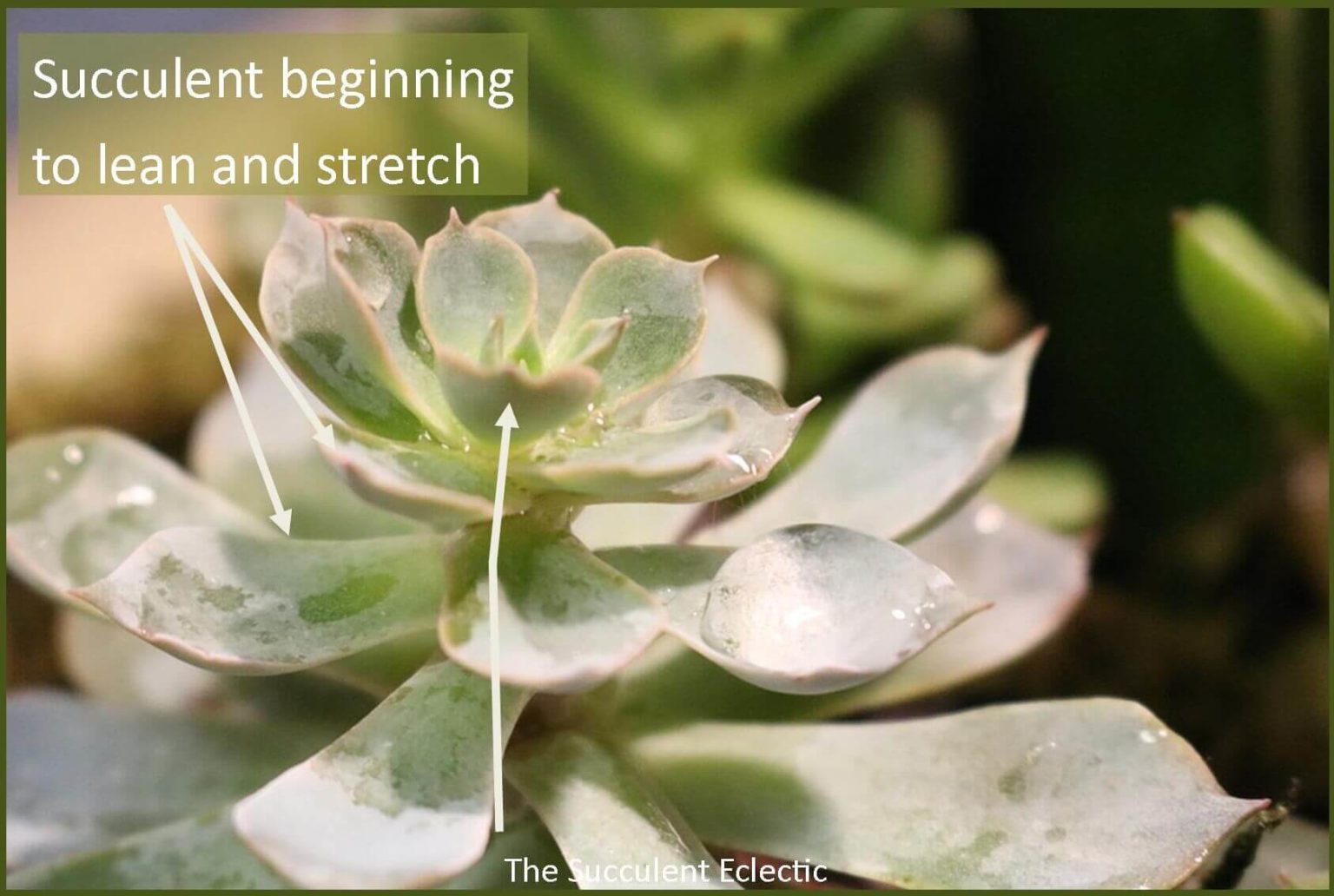 Recognizing Signs of Succulent Problems (Before It's Too Late) | The ...